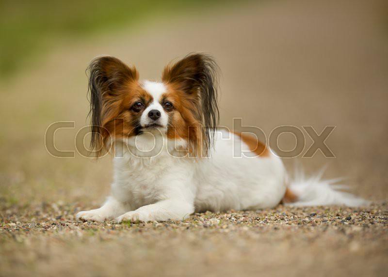 Brown Papillon Puppies