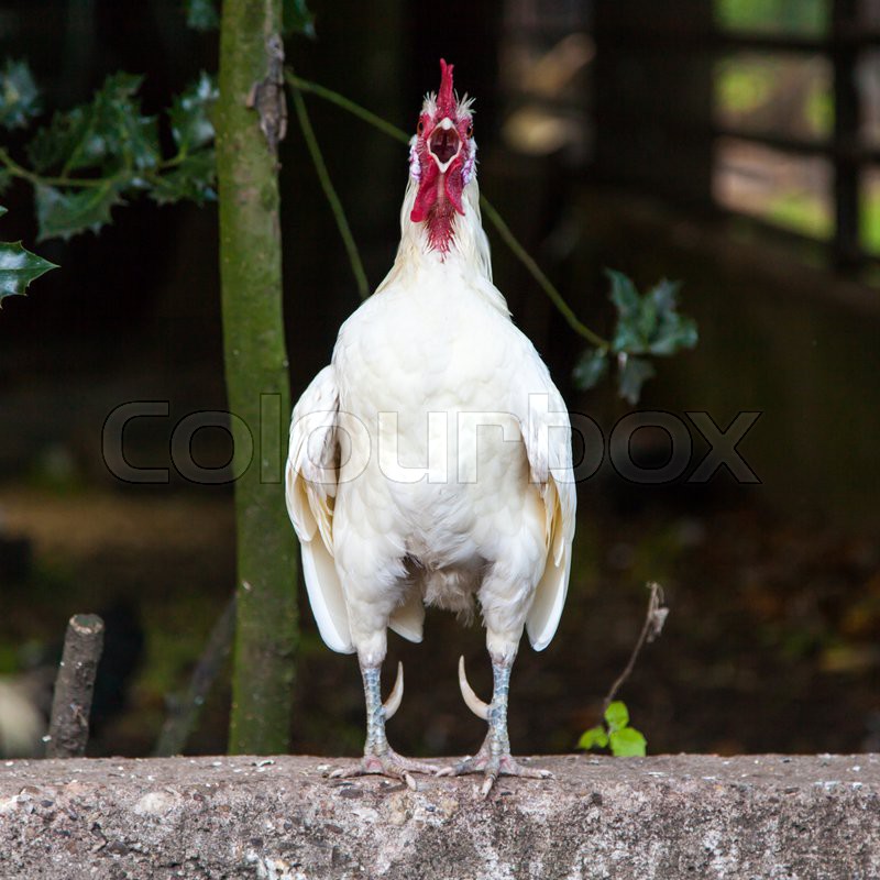 White hen. White chicken | Stock image | Colourbox