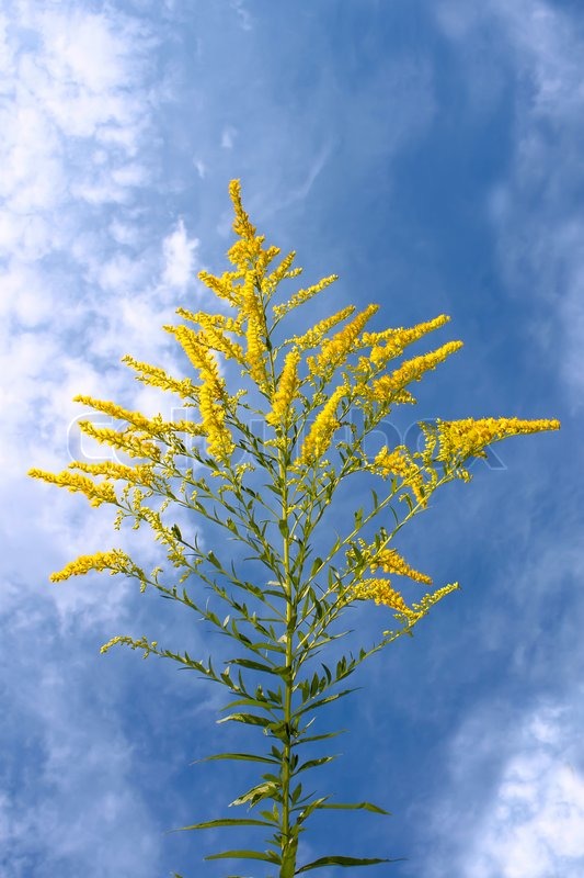 Blütenstand gelbe Wildblumen vor dem ... | Stock Bild | Colourbox