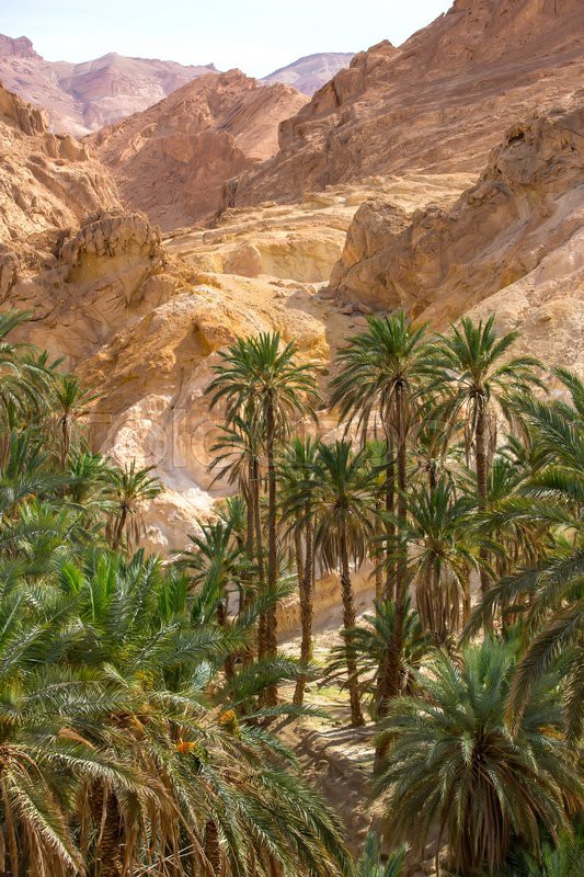 An oasis of palm trees and plants in ... | Stock Photo | Colourbox