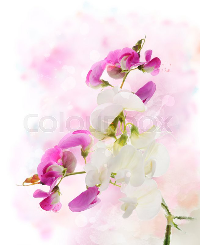 Sweet Pea Watercolor