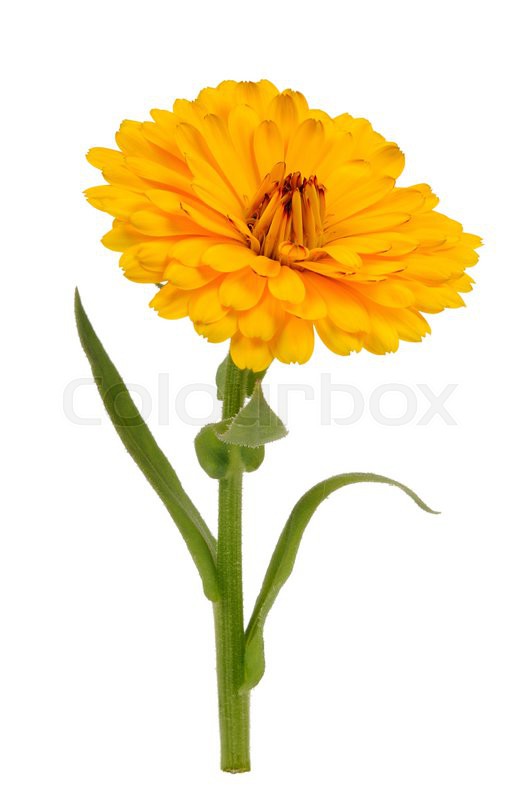 October Birth Flower Calendula