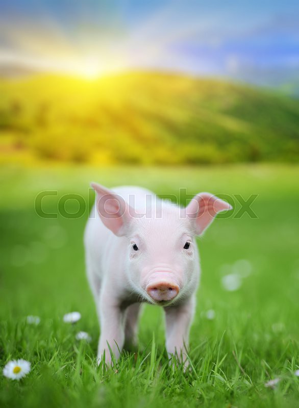 Young pig on a spring green grass in meadow | Stock Photo | Colourbox