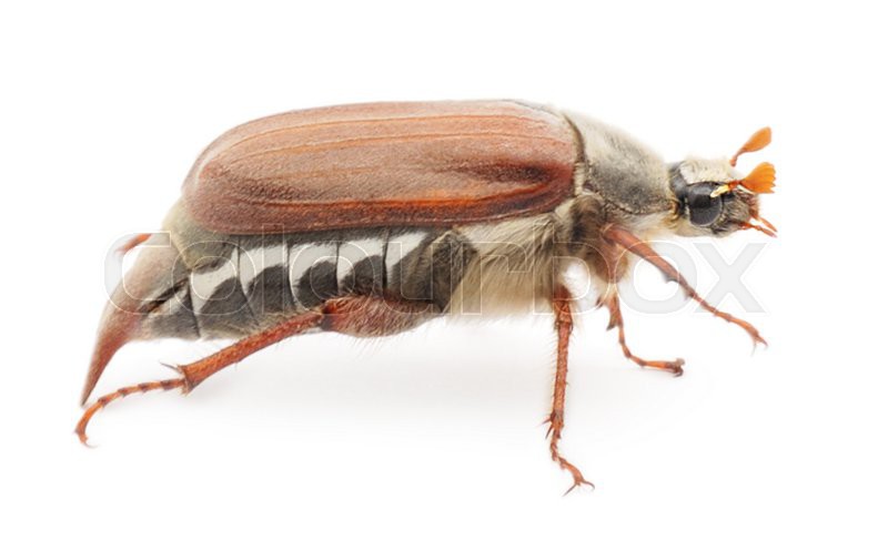 May bug macro isolated on a white ... | Stock image | Colourbox