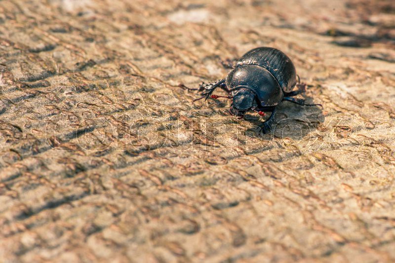 Sort bille på træ baggrund | Stock foto | Colourbox