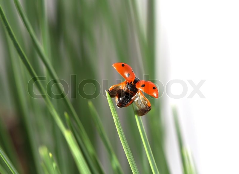 Real Ladybugs Flying