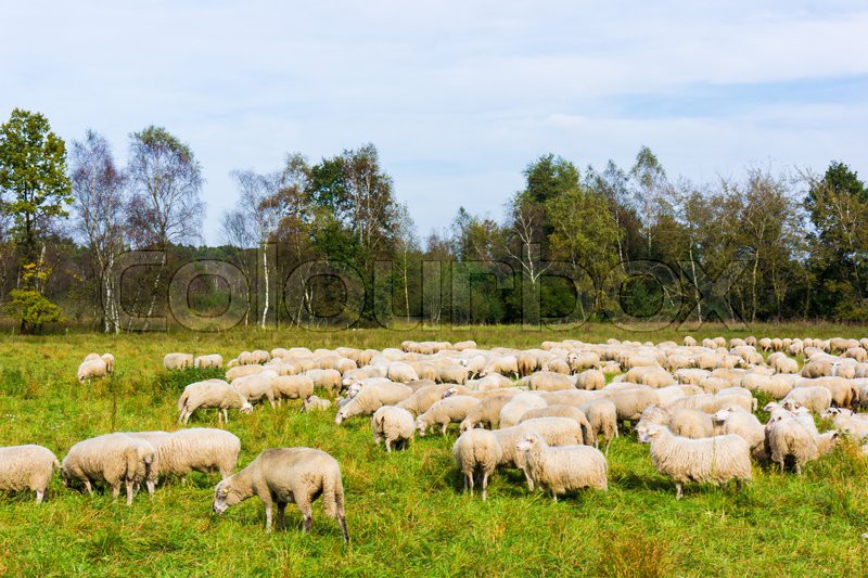 Sheep with lambs at a pasture. sheep ... | Stock image | Colourbox