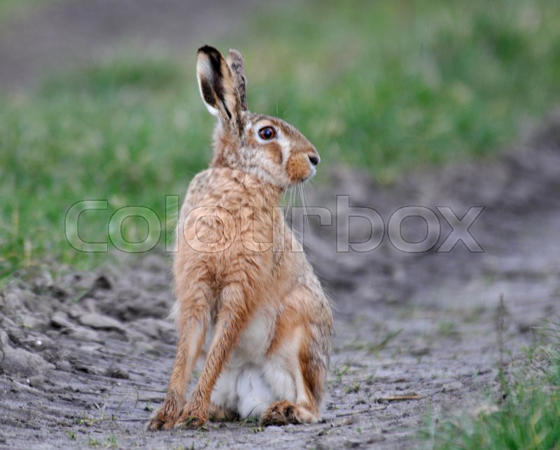 Hare | Stock foto | Colourbox