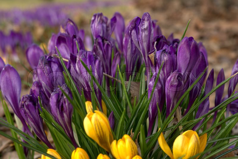 Krokus. Crocus. | Stock foto | Colourbox