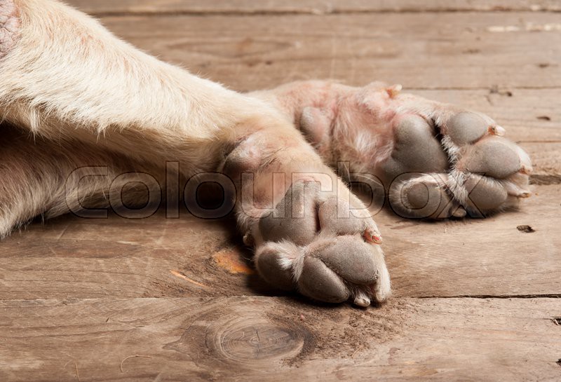 Dog feet and legs on wood | Stock image | Colourbox