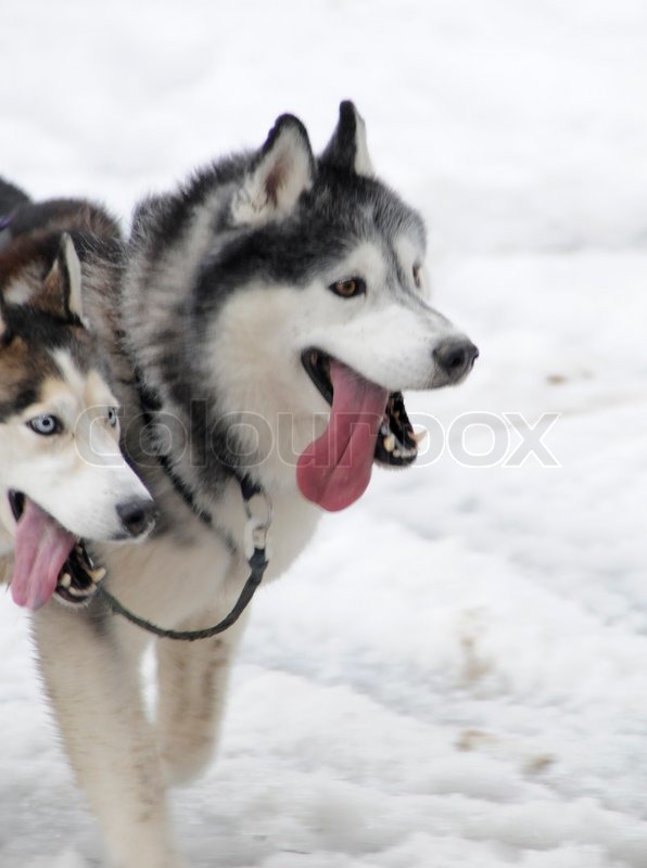 Husky | Stock foto | Colourbox