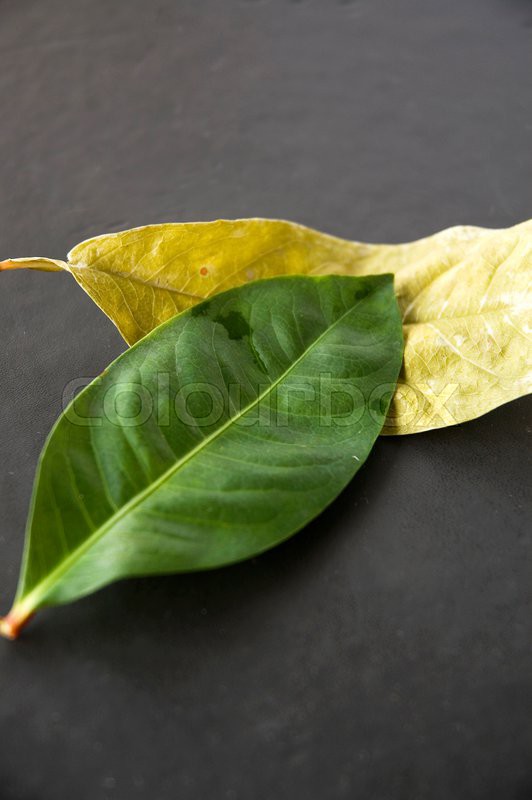 Close up green leaf put on dried leaf | Stock image | Colourbox