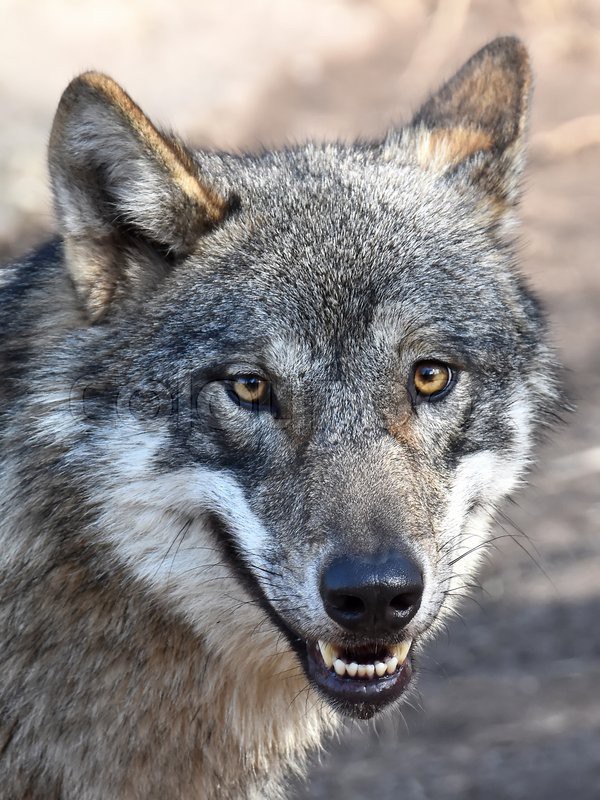 Grau, wolf, tier | Stockfoto | Colourbox