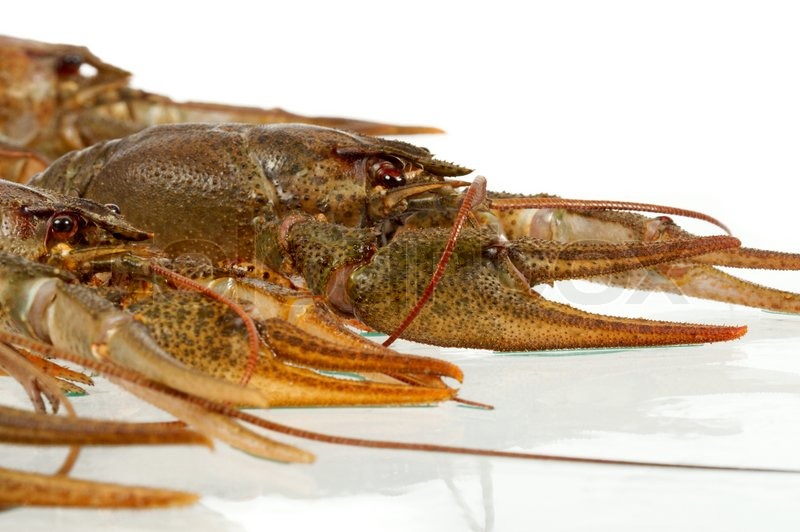River crayfish on a white background. ... | Stock image | Colourbox
