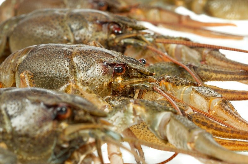 River crayfish on a white background. ... | Stock image | Colourbox