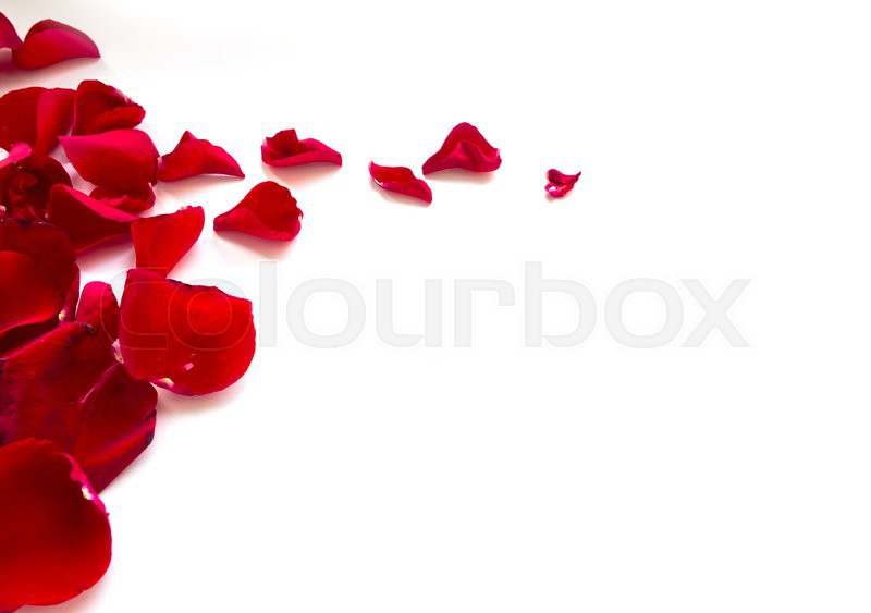 Rose Petals Border, isolated on white ... | Stock image | Colourbox