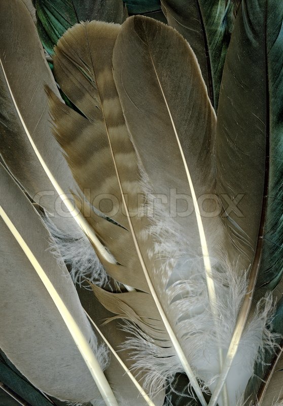 Background made of raven feathers | Stock image | Colourbox