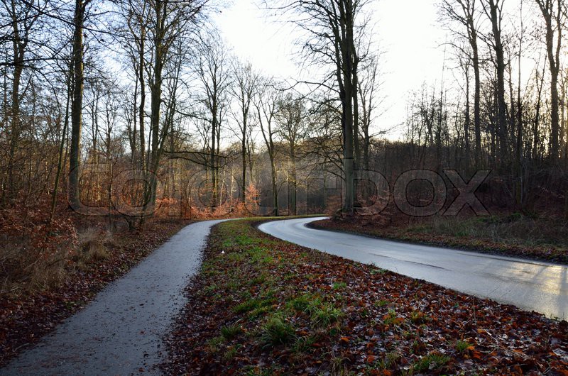 Two parallel paths through the forest - ... | Stock foto | Colourbox