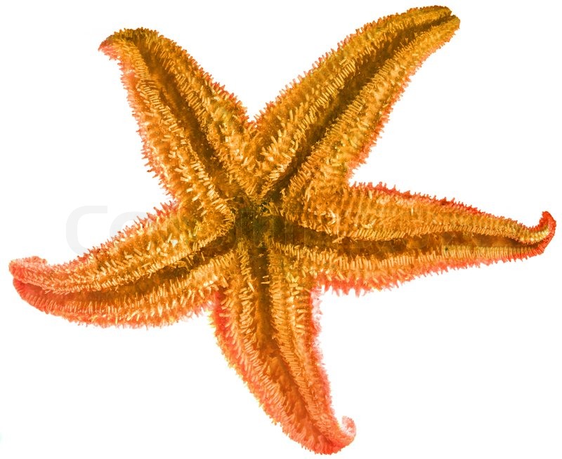 Starfish isolated | Stock image | Colourbox