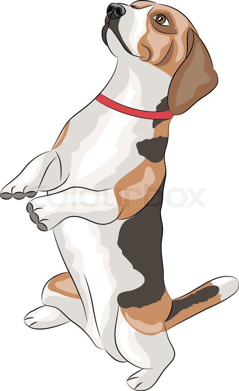 Beagle dogs sitting on his hind legs ... | Stock vector | Colourbox