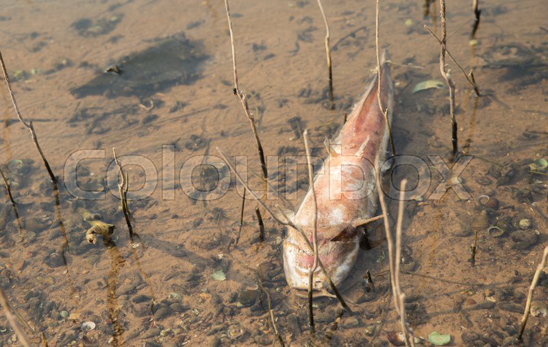Dead fish floated in the dark water, ... | Stock Photo | Colourbox