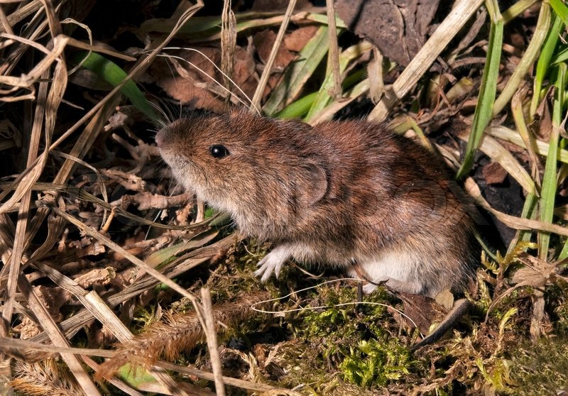 Rødmus | Stock Bild | Colourbox