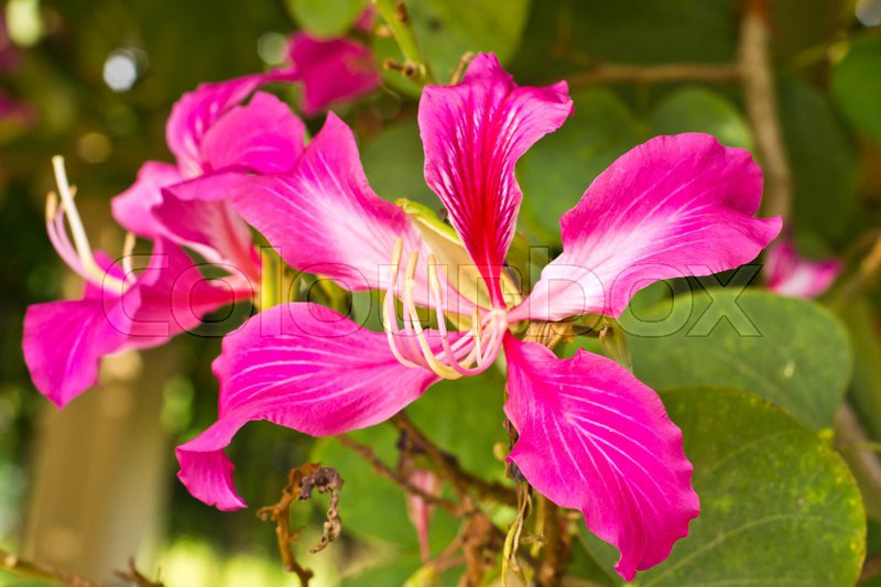 Butterfly Tree Bauhinia