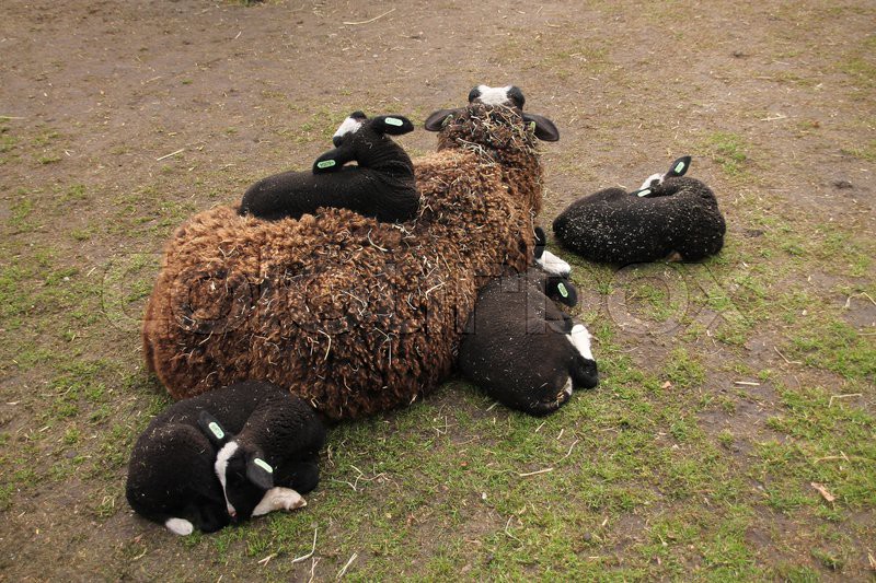 Four lambs in the neighbourhood of the ... | Stock image | Colourbox