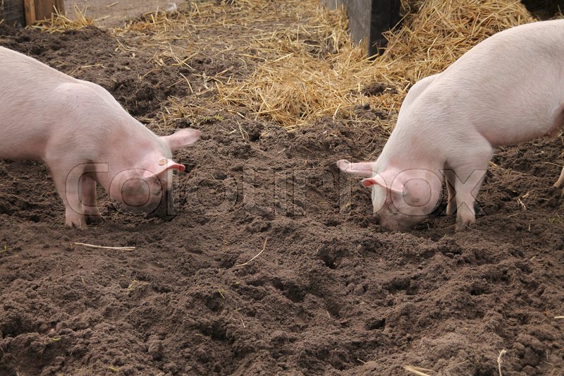 Two piglets rooting with the snout in ... | Stock image | Colourbox
