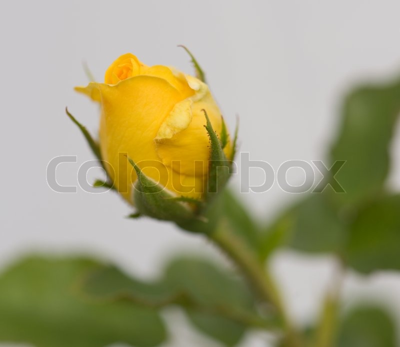 Beautiful yellow rose on the green ... | Stock image | Colourbox