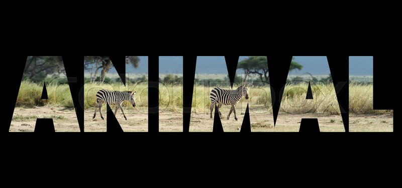 Background with word "Animal". Letters ... | Stock image | Colourbox