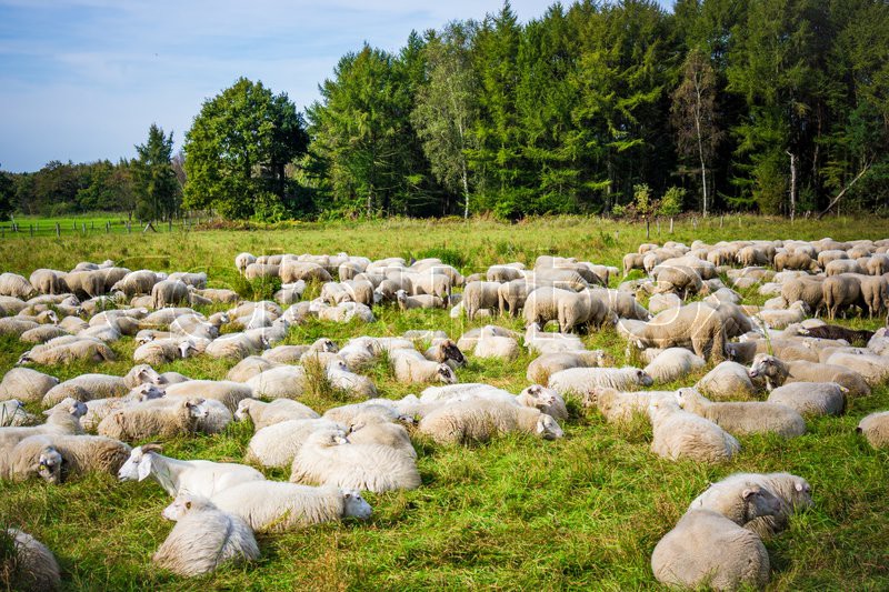 Sheep with lambs at a pasture. sheep ... | Stock image | Colourbox
