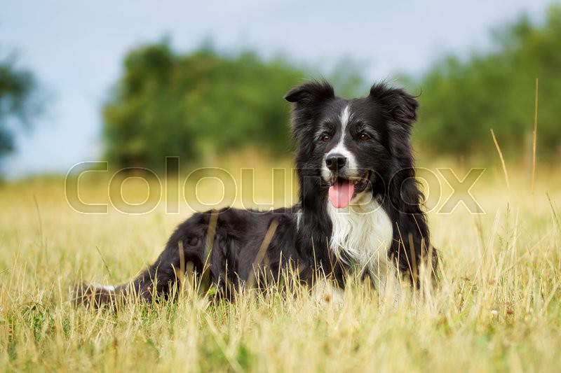Purebred Border Collie