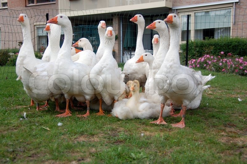 Geese market in holland | Stock image | Colourbox