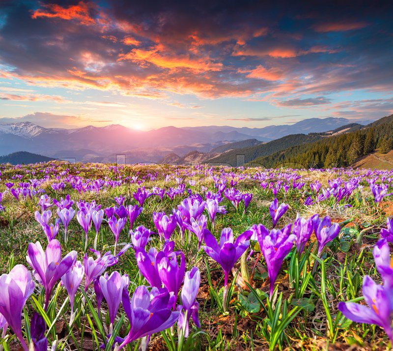 Colorful spring sunrise with field of ... | Stock Photo | Colourbox