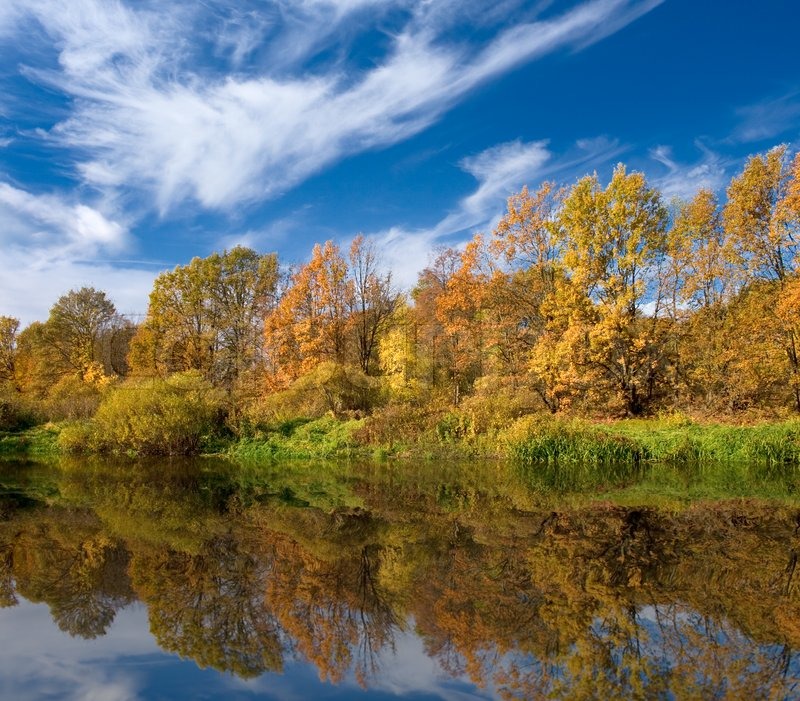 River Bank Forest