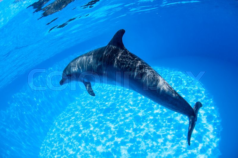 Dolphin swims under the water and ... | Stock image | Colourbox