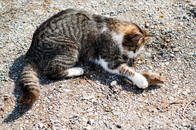 Young cat playing with a mouse outside ... | Stock image | Colourbox
