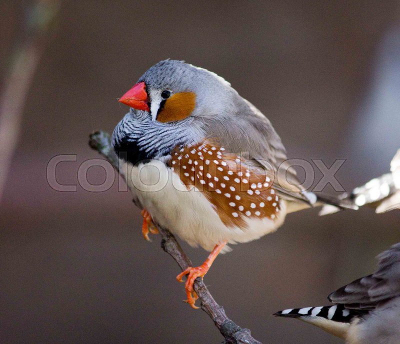 Fugle i flotte farver | Stock foto | Colourbox