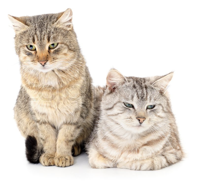 Two grey cat on a white background. | Stock image | Colourbox