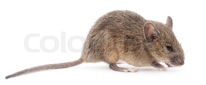 Mouse Animal Side View