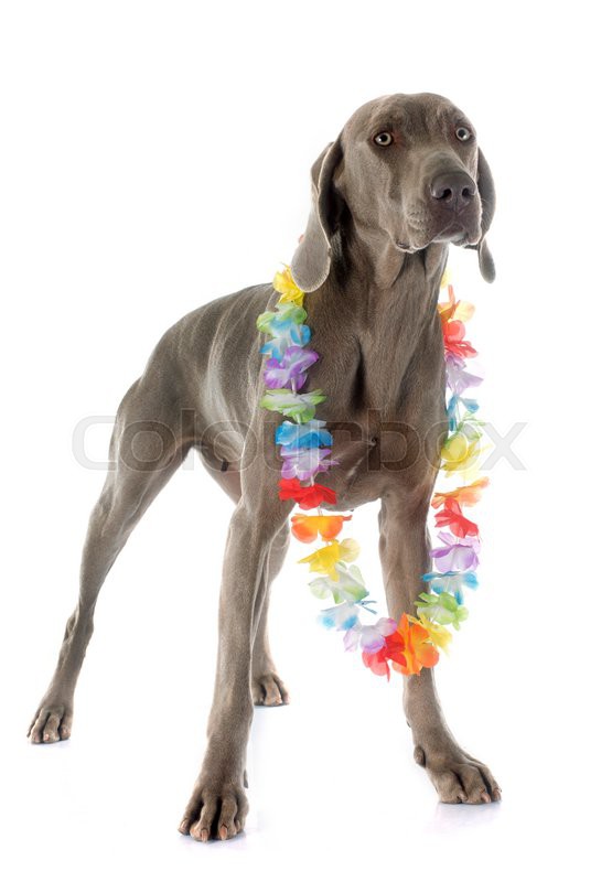 Gray Weimaraner in front of white ... | Stock image | Colourbox