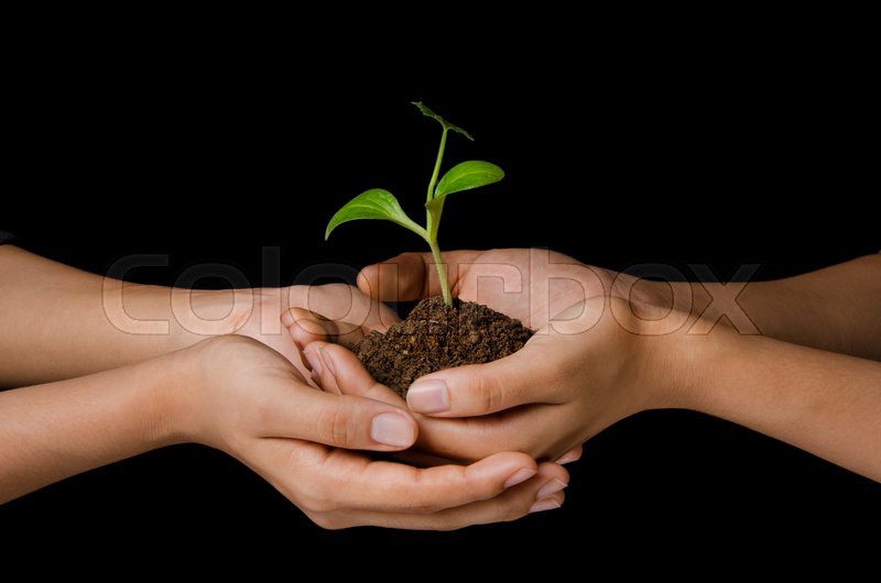 Sapling in female hands | Stock image | Colourbox