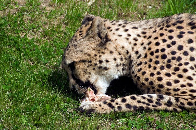 Cheetah Food