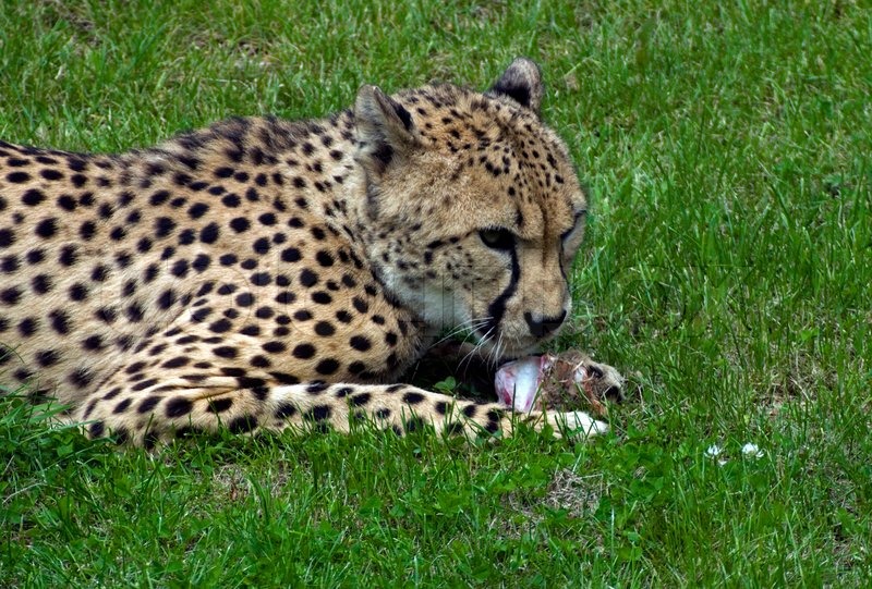 Cheetah animal with food | Stock Photo | Colourbox