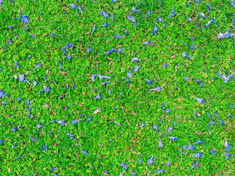 Pink flowers pn the ground | Stock image | Colourbox