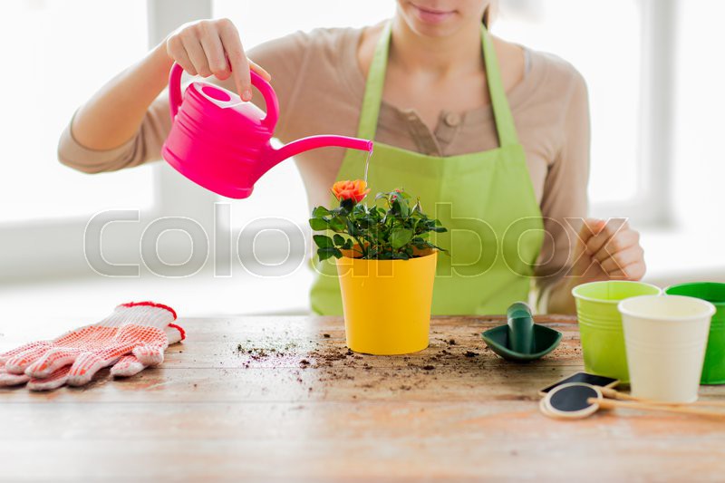 People, gardening, flower planting and ... | Stock image | Colourbox