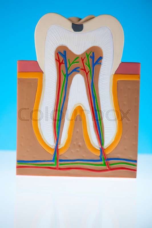 Human tooth structure, bright colorful ... | Stock image | Colourbox