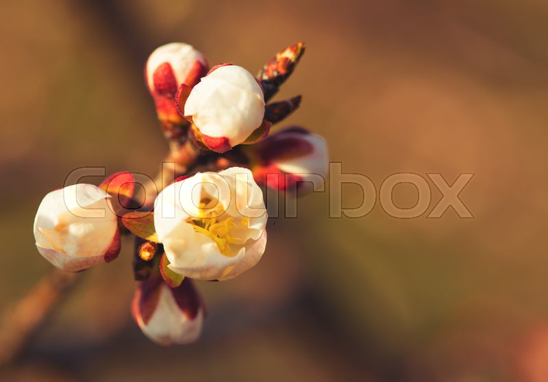 Blooming apricot flowers close up ... | Stock image | Colourbox
