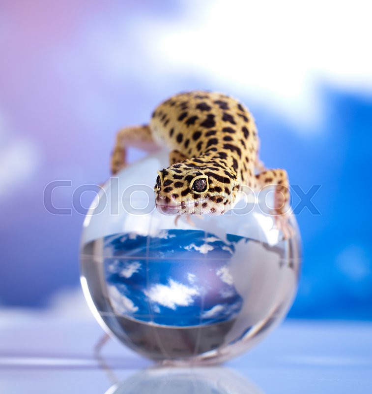 The gecko, bright colorful vivid theme | Stock Photo | Colourbox